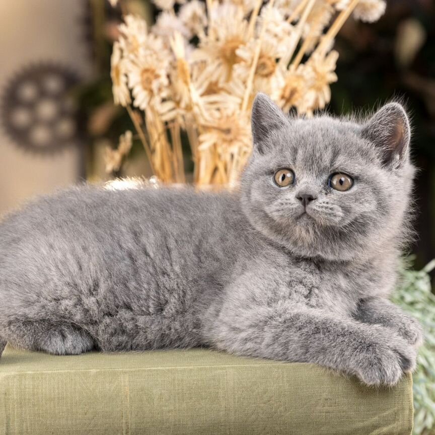 Британская голубая красотка