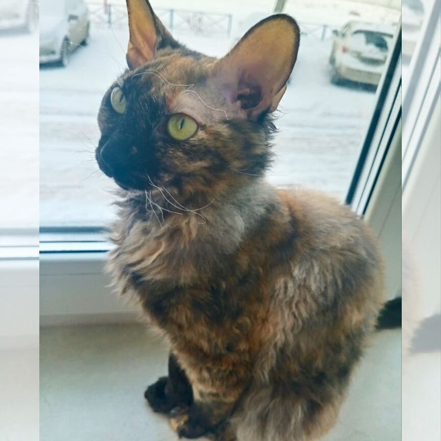 Корниш-рекс, взрослая кошка