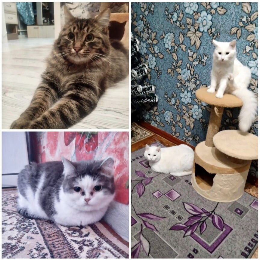 Осиротевшие котики ищут новый дом