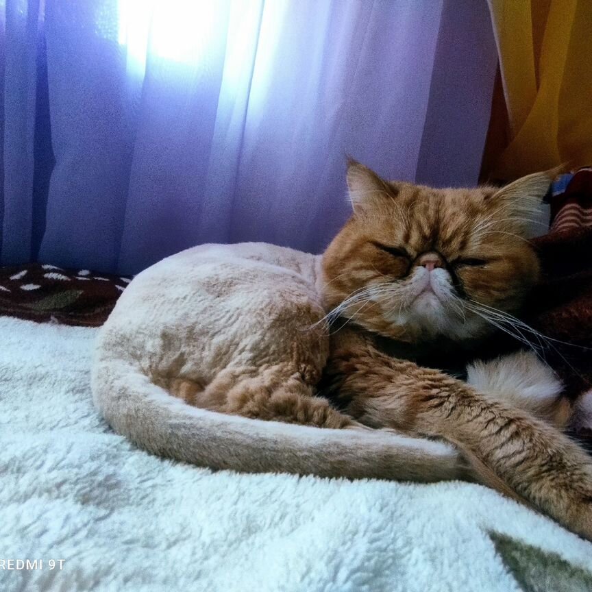 Кот Экзот вязка