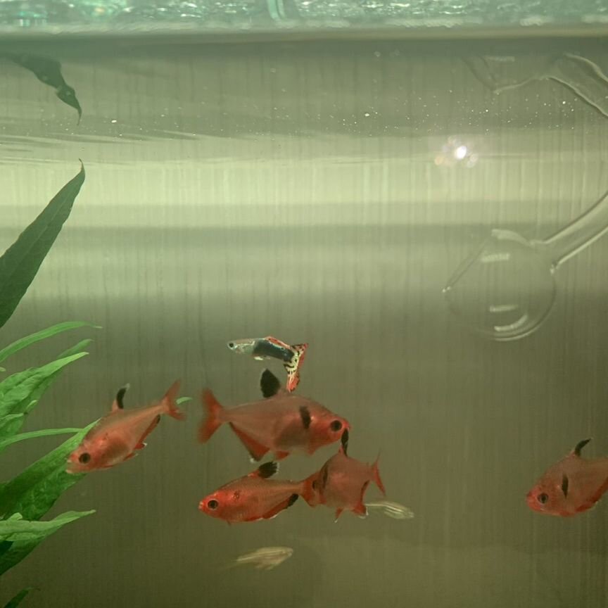 Аквариумные рыбки