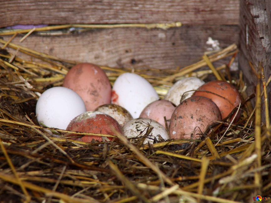 Яйцо домашнее куриное