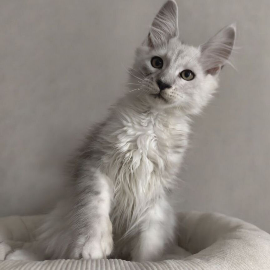 Мейн-кун котёнок