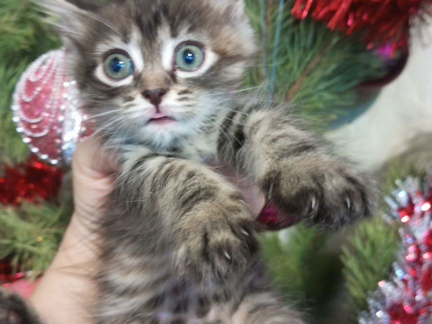 Продаются пять котят