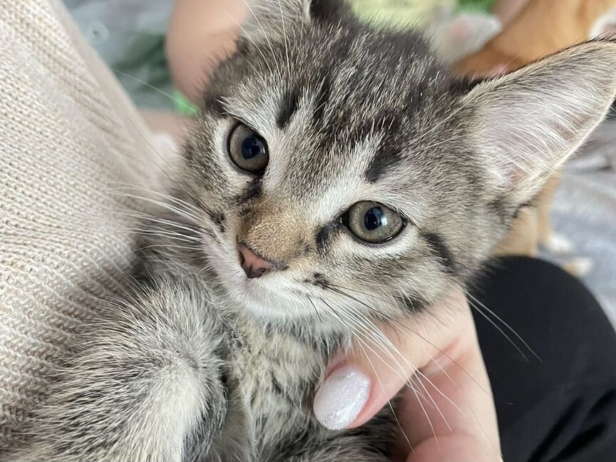 Котенок в добрые руки