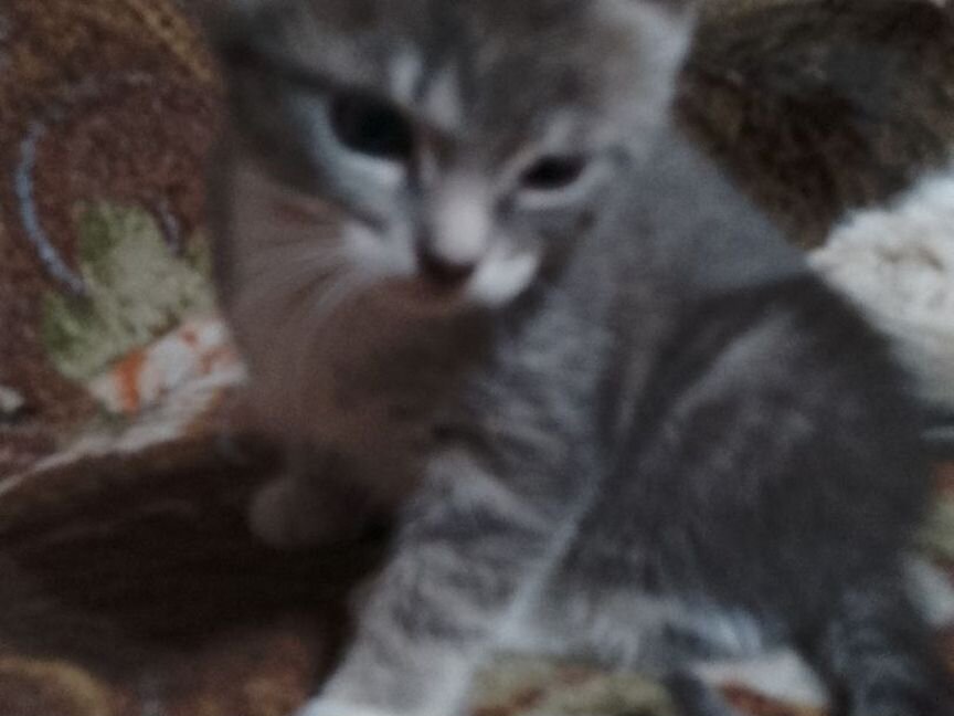 Кошка девочка 1.5 мес. в дар