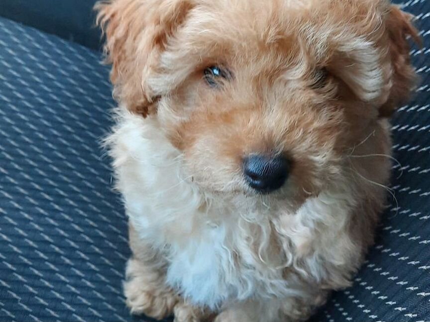 Той пудель карлик