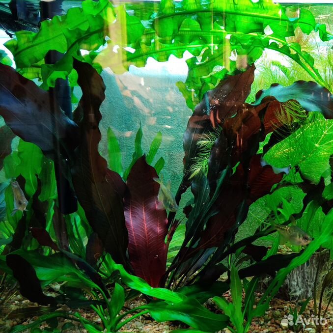 Эхинодорус Мичуринец, Добрый Эх Эх