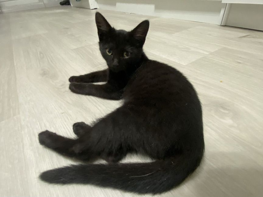 Кошка котенок черная