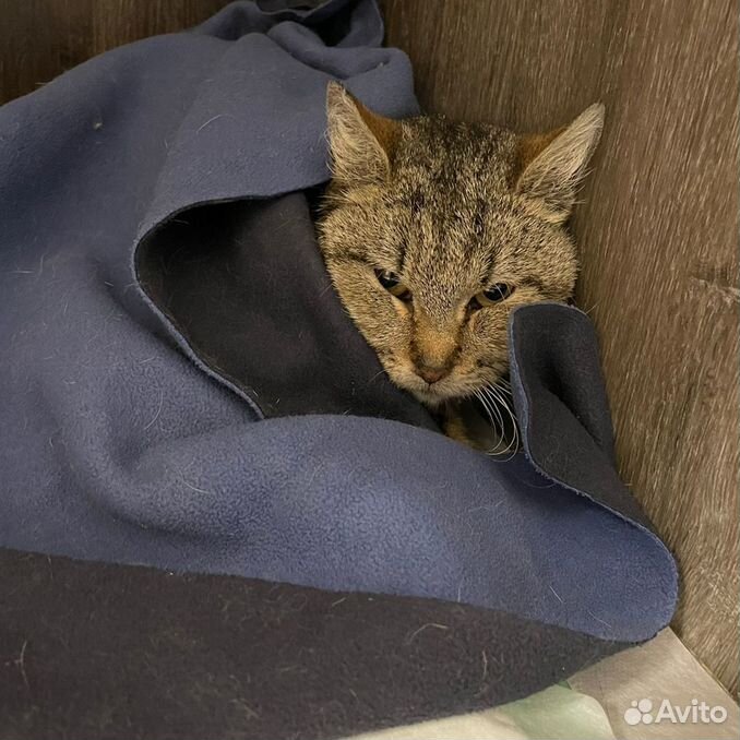 Бася уличная кошечка