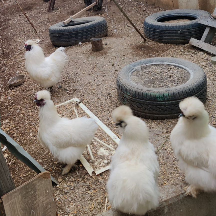 Домашние куры китайские шелковые