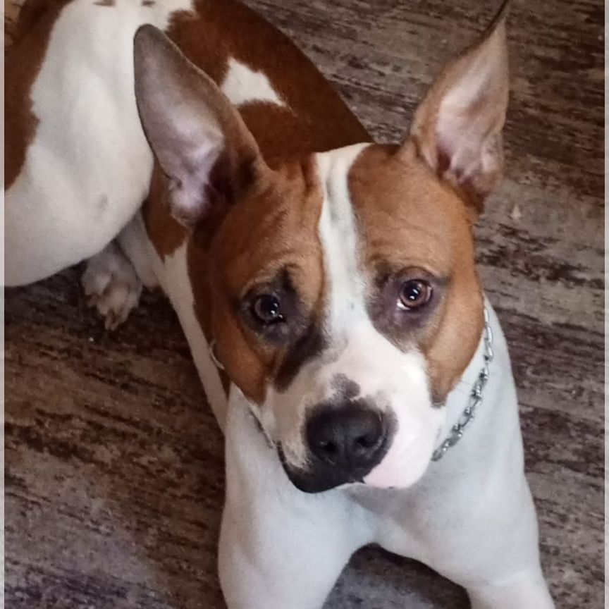 Стаффордширский бультерьер, щенок