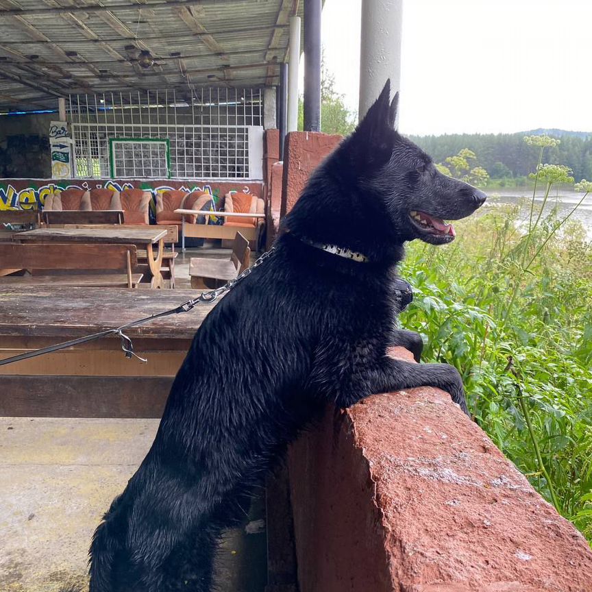 Отдам бесплатно