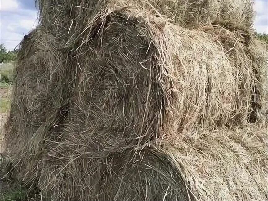 Сено прошлогоднее