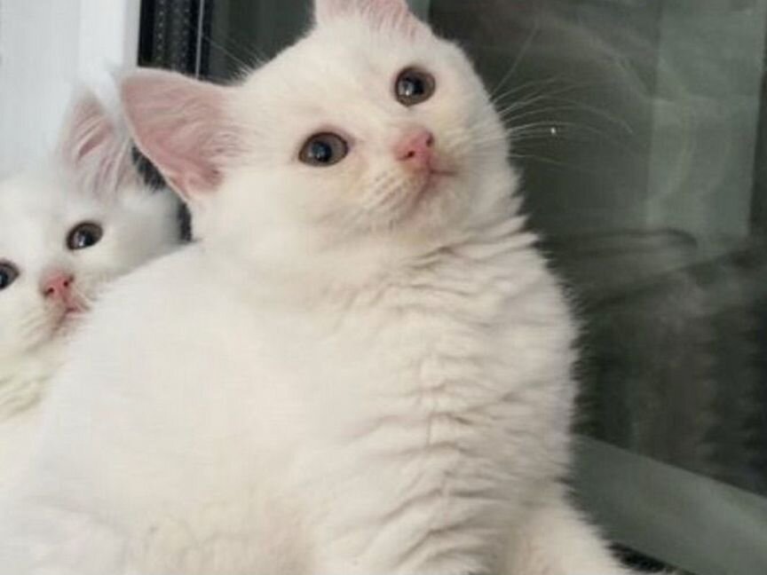 Шотландский котеток