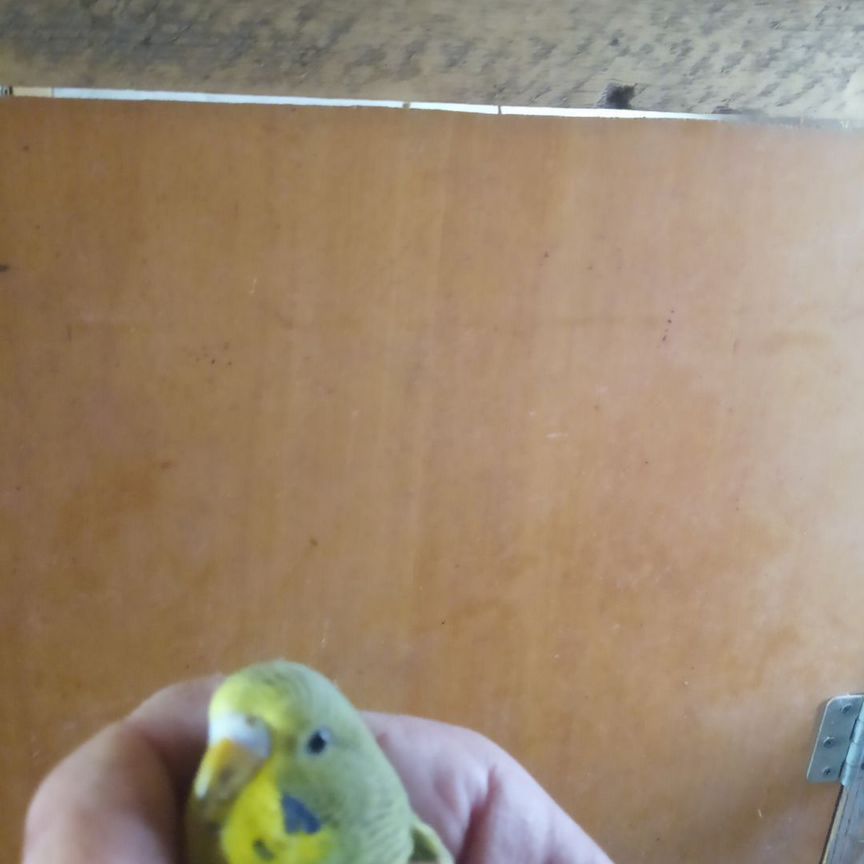 Птенцы волнистый попугай