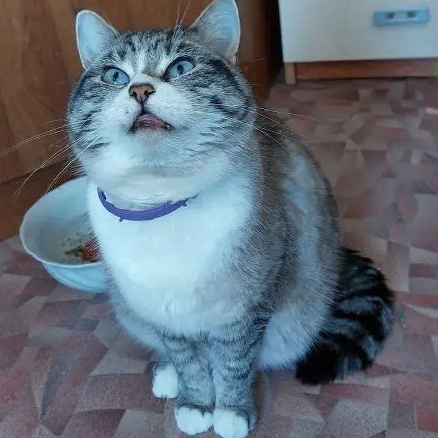 Взрослая, кошка в добрые руки