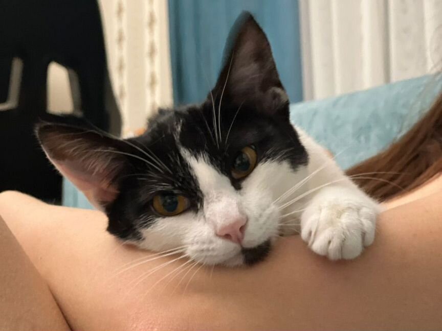 Котенок в дар