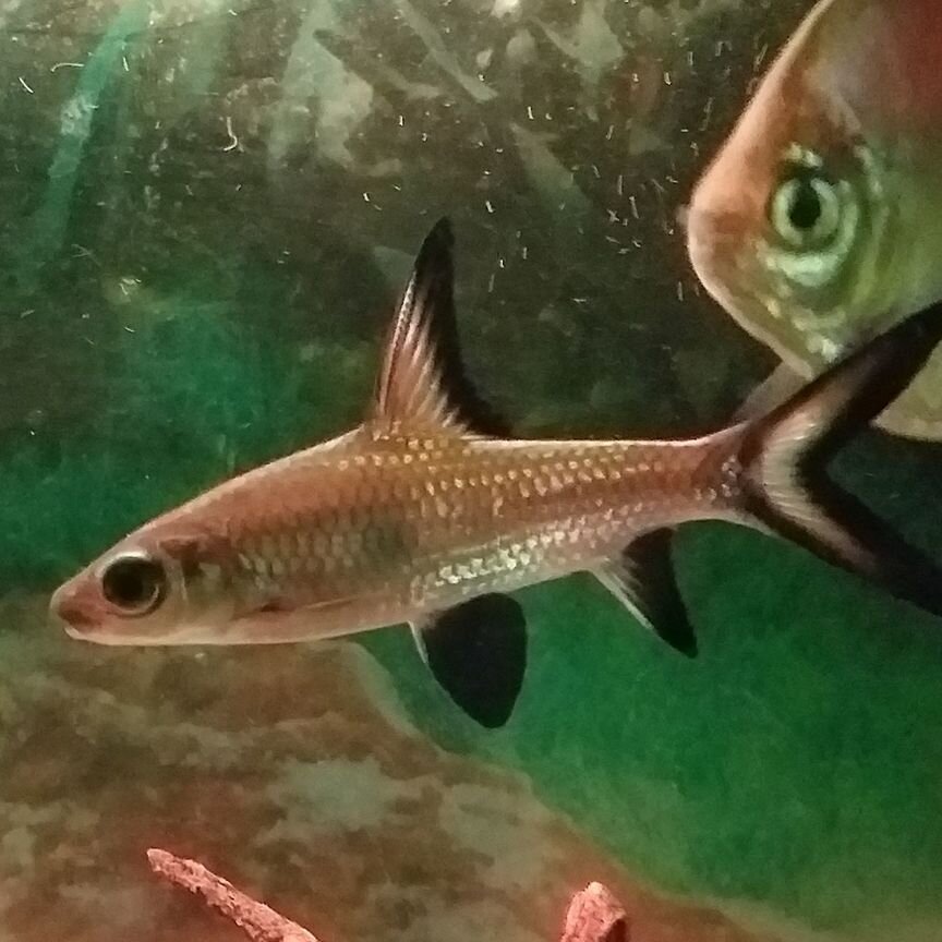 Акулий балу