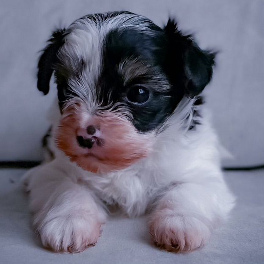 Бивер-йоркширский терьер, щенок