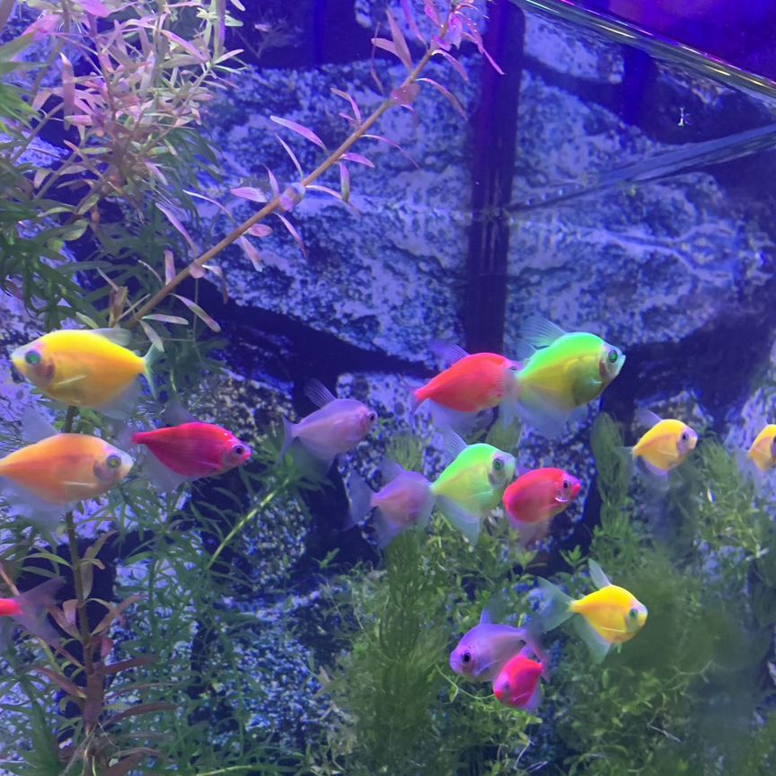 Тернеции glofish 16 шт