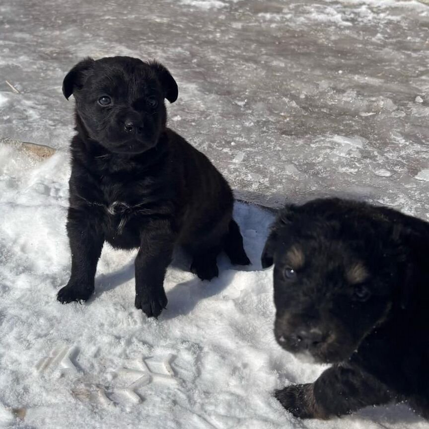 Щенок в добрые руки, Надя Моск