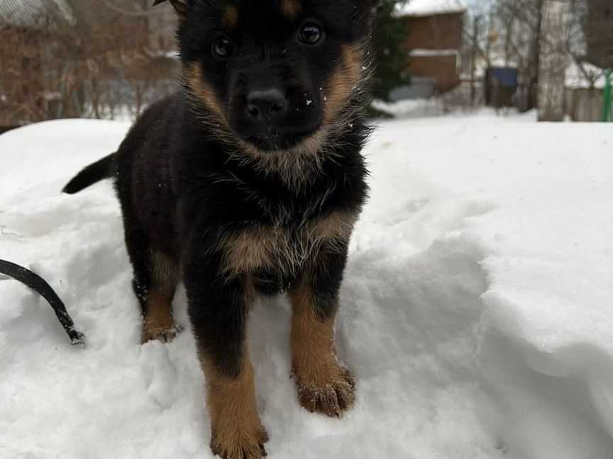 Немецкая овчарка