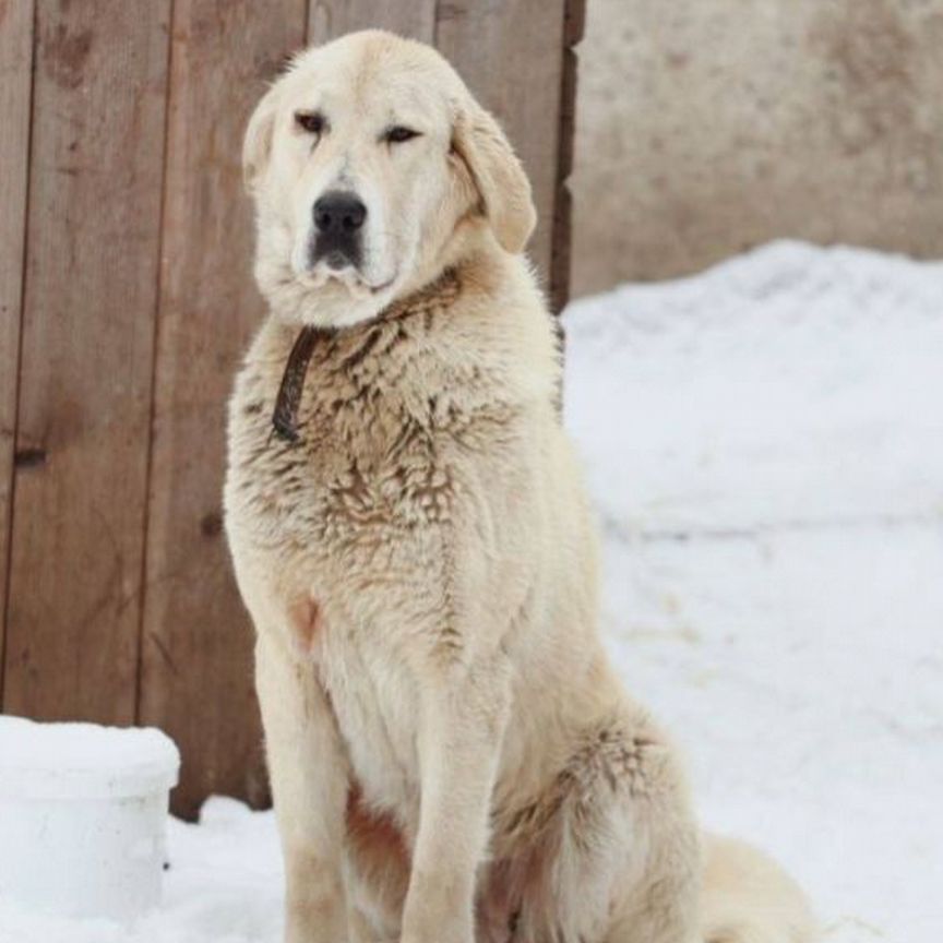 Взрослая собака в добрые руки