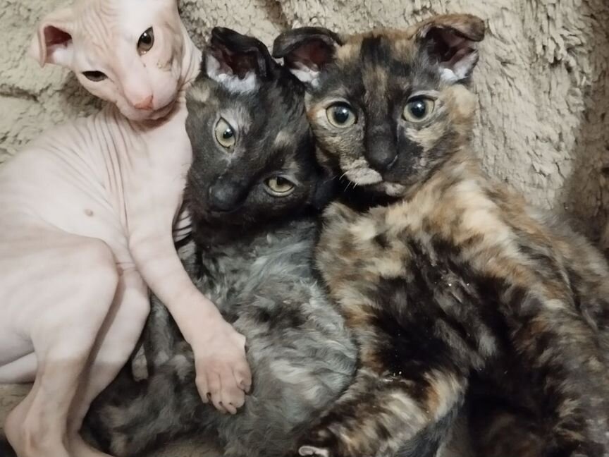 Донской сфинкс