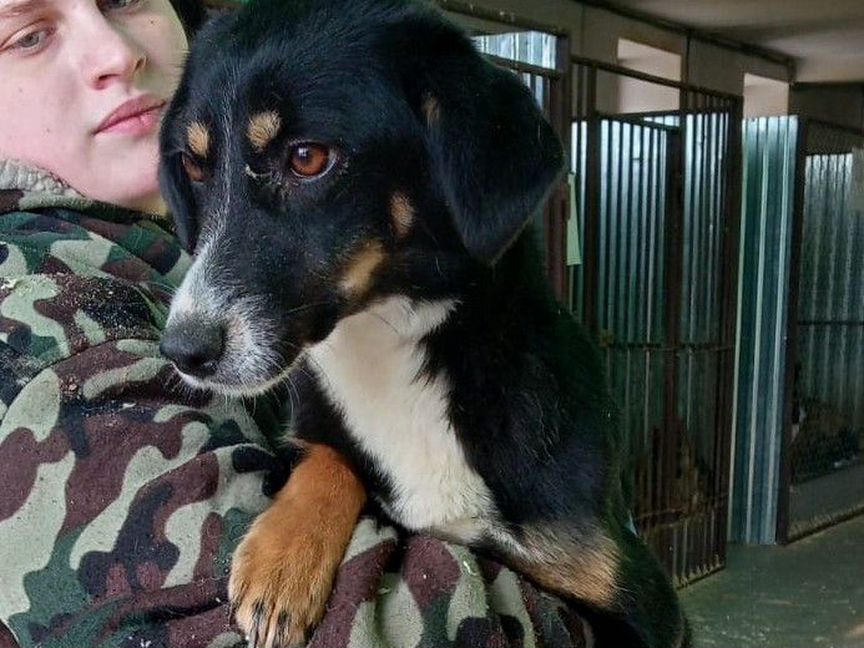 Некрупная собачка Бетти в хорошую семью бесплатно