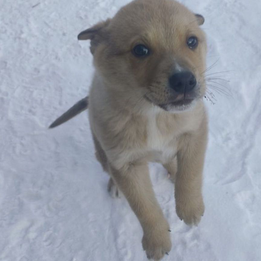 Лайка, щенок