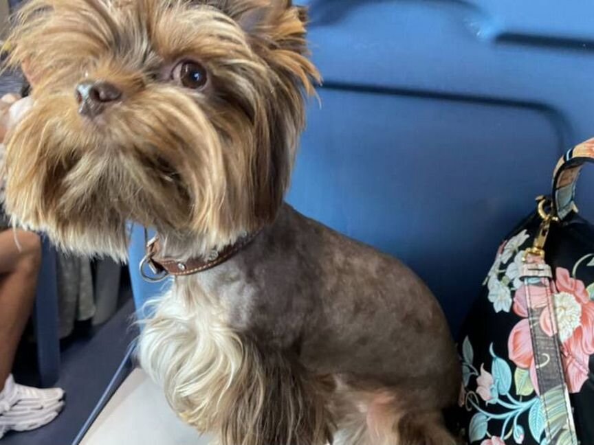 Йоркширский терьер