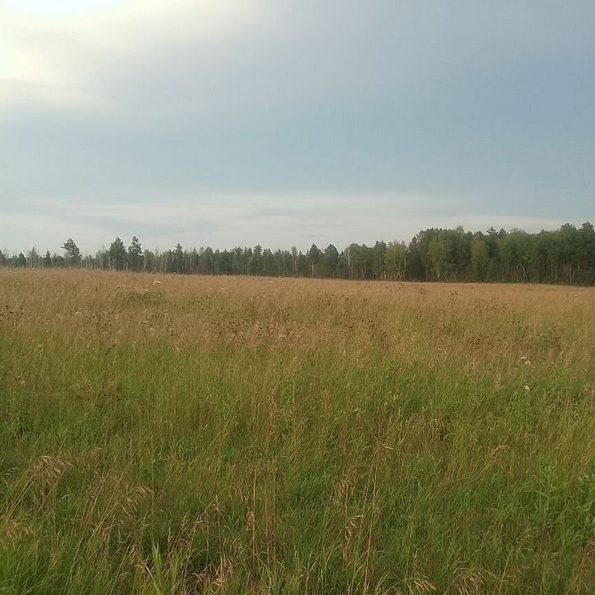 Сено в тюках 300 кг