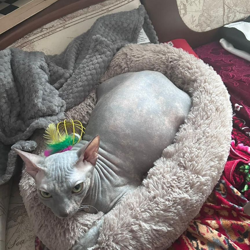 Кошка донской сфинкс 1год4 месяца