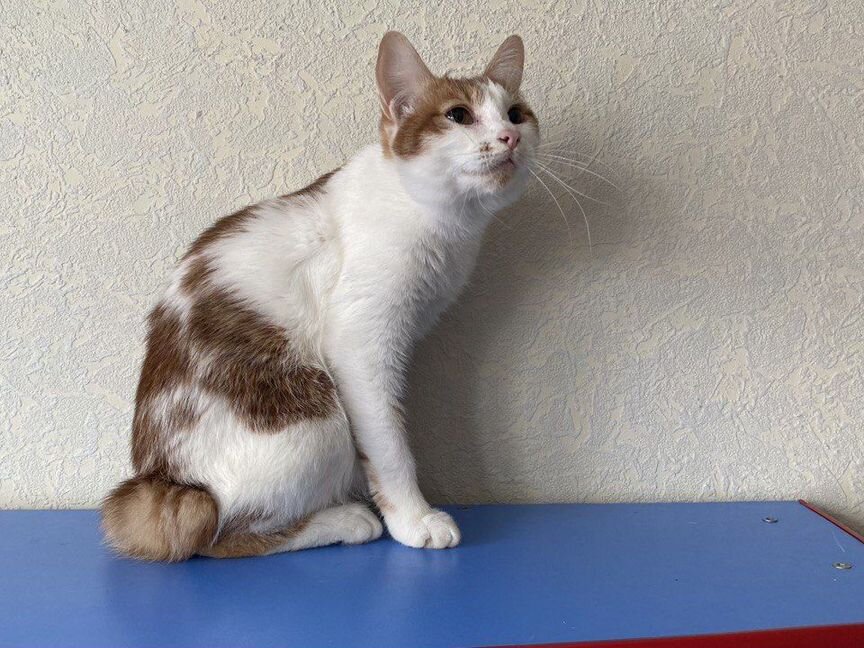 Девочки-рысята