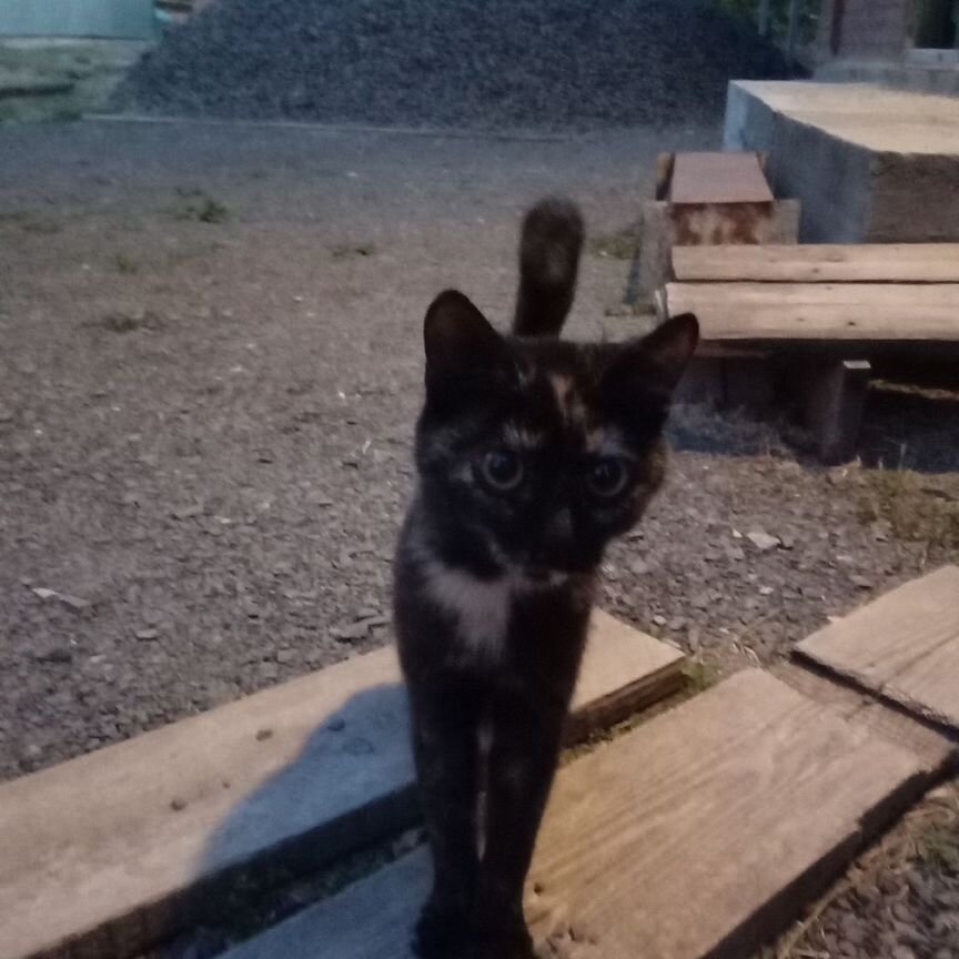 Кошечка в добрые руки