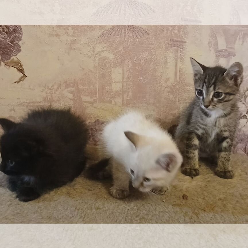 Сибирский котёнок