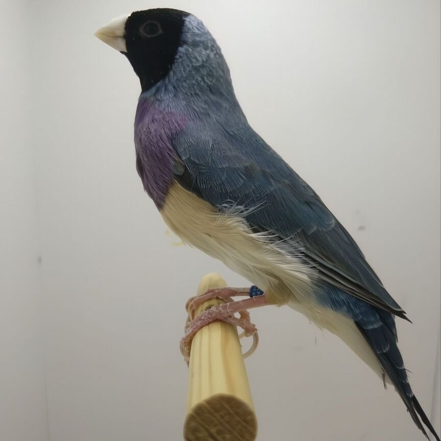 Амадины гульда