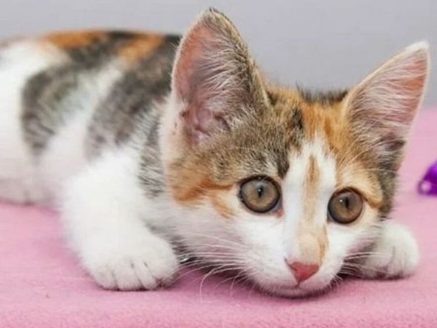 Кошечка 2.5 мес Девон Рекс