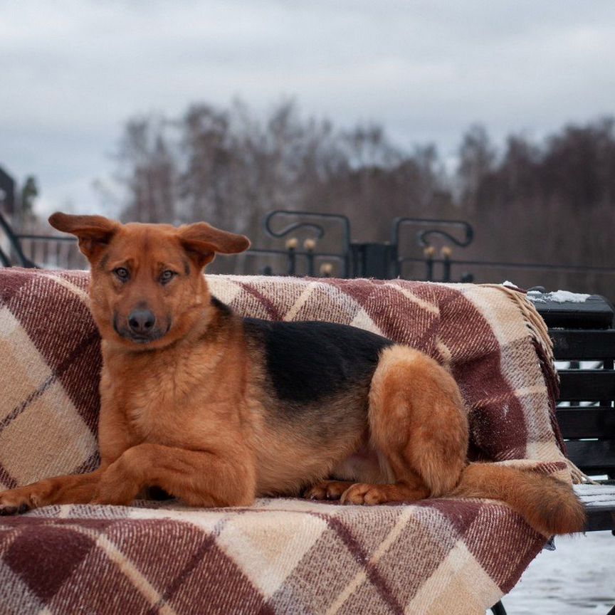 Собака Браун в добрые руки