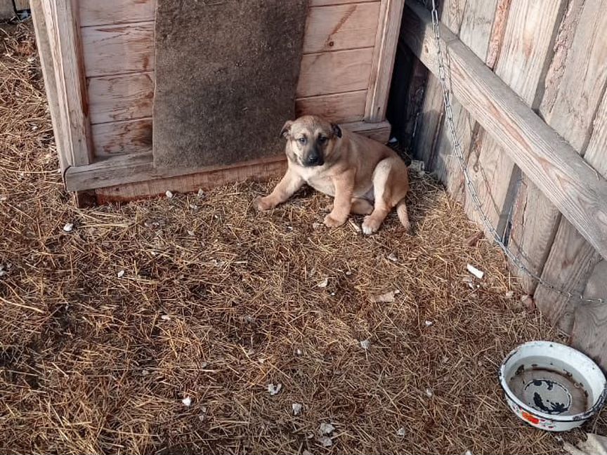 Щенки лабладора