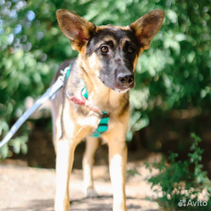 Дафна Щеночек из приюта мечтает о семье