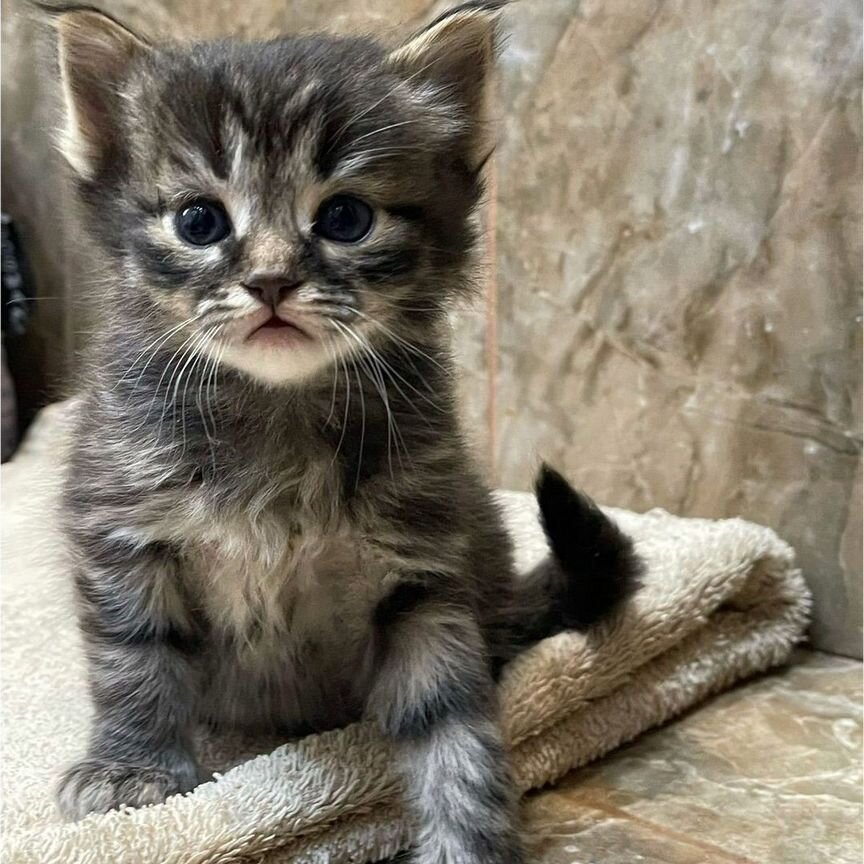 Шотладская кошечка