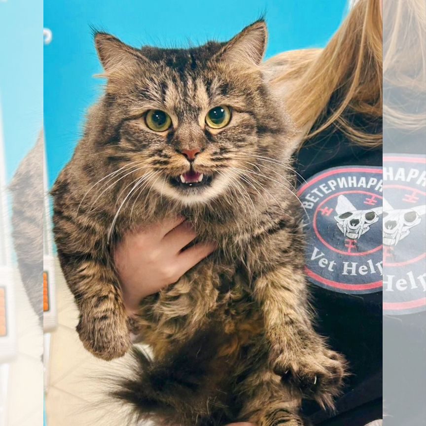 Полосатая кошечка в добрые руки