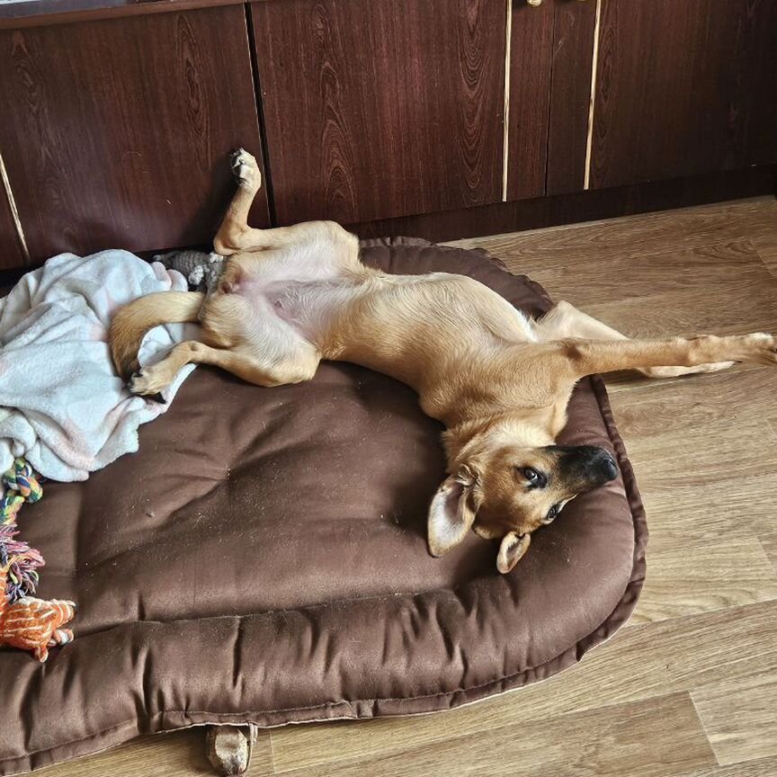 Щенок в добрые руки