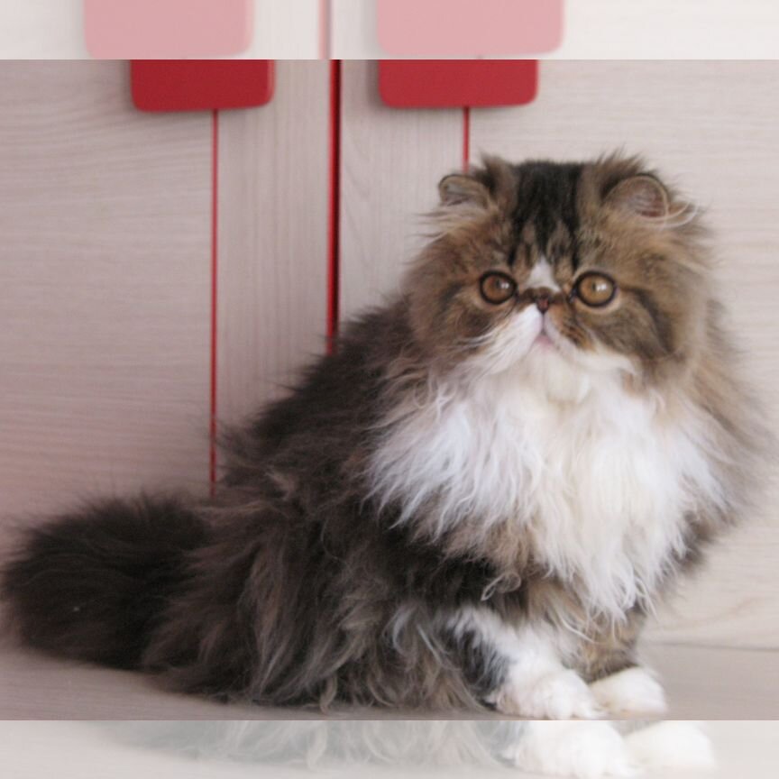 Персидский котик в любимцы