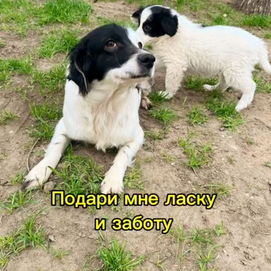 Мама и дочка в добрые руки