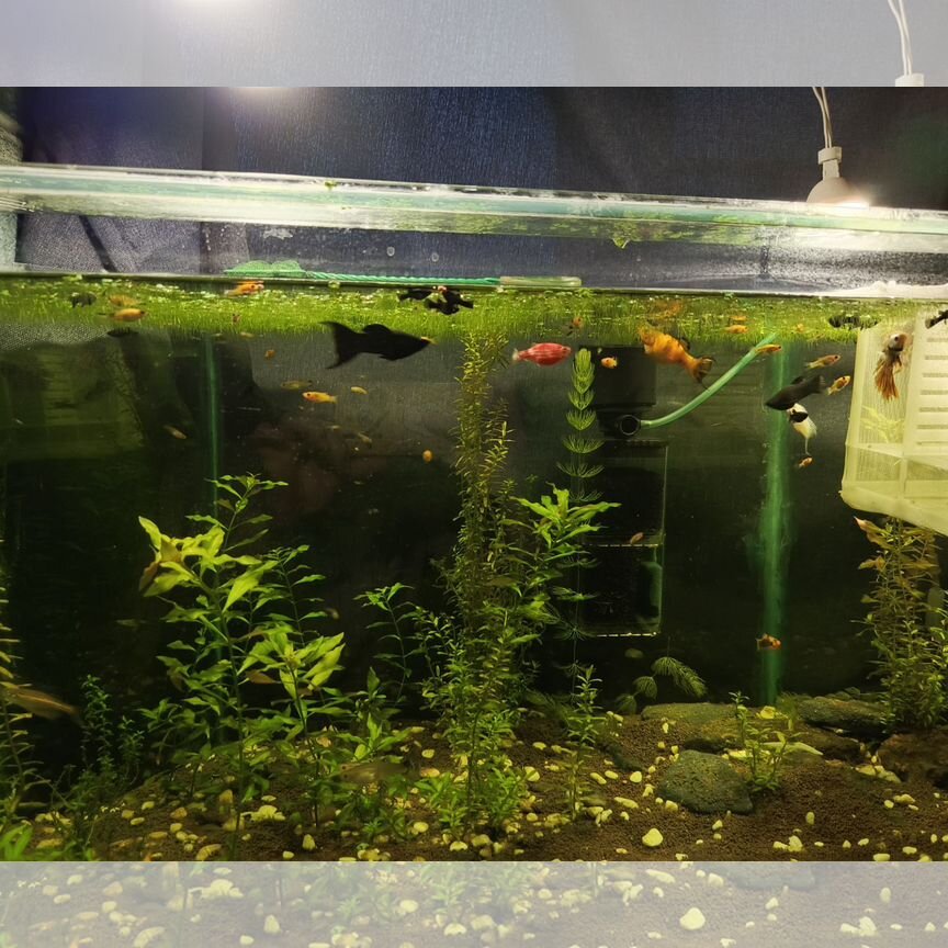 Аквариумные рыбки