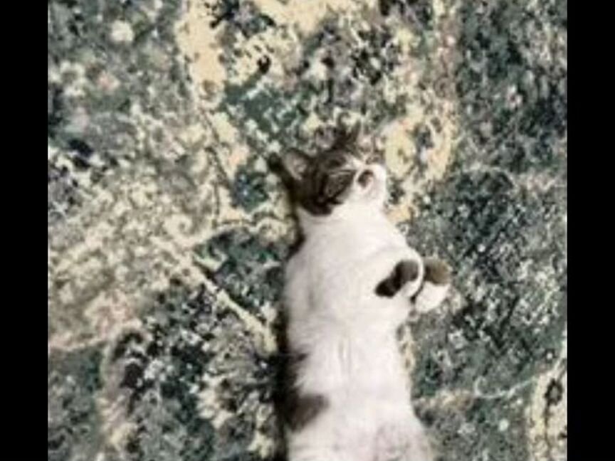 Продам кошку