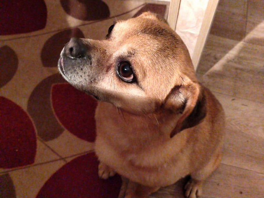 Найден кобель